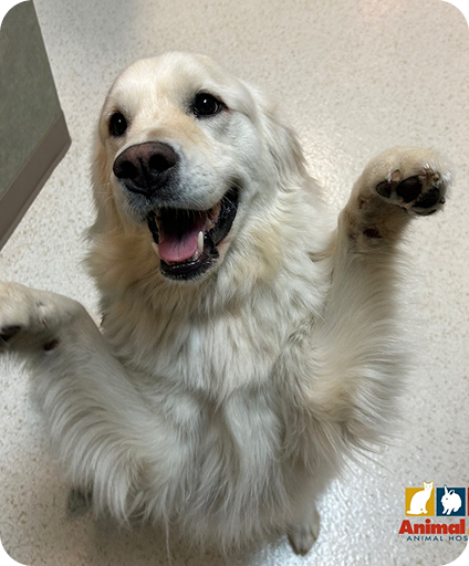 About Us - Animal Ark Animal Hospital